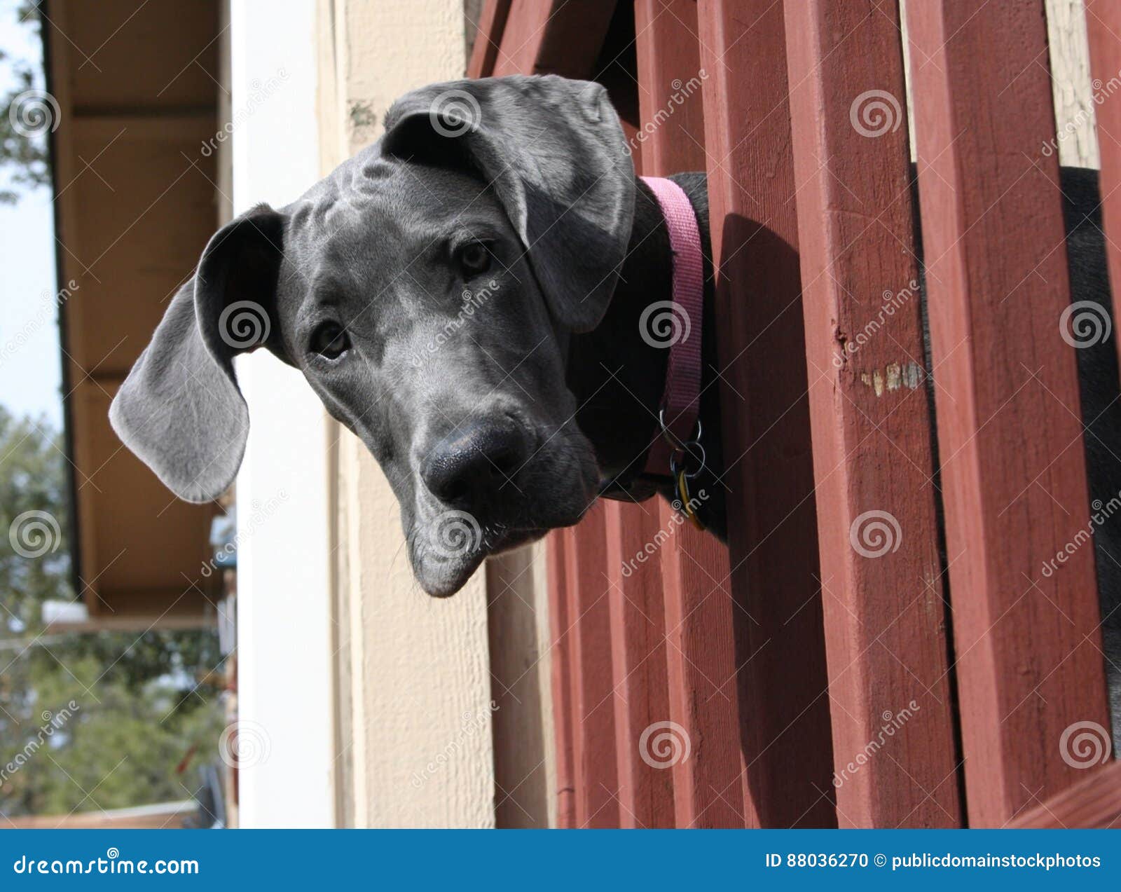 Huh? Picture. Image: 88036270