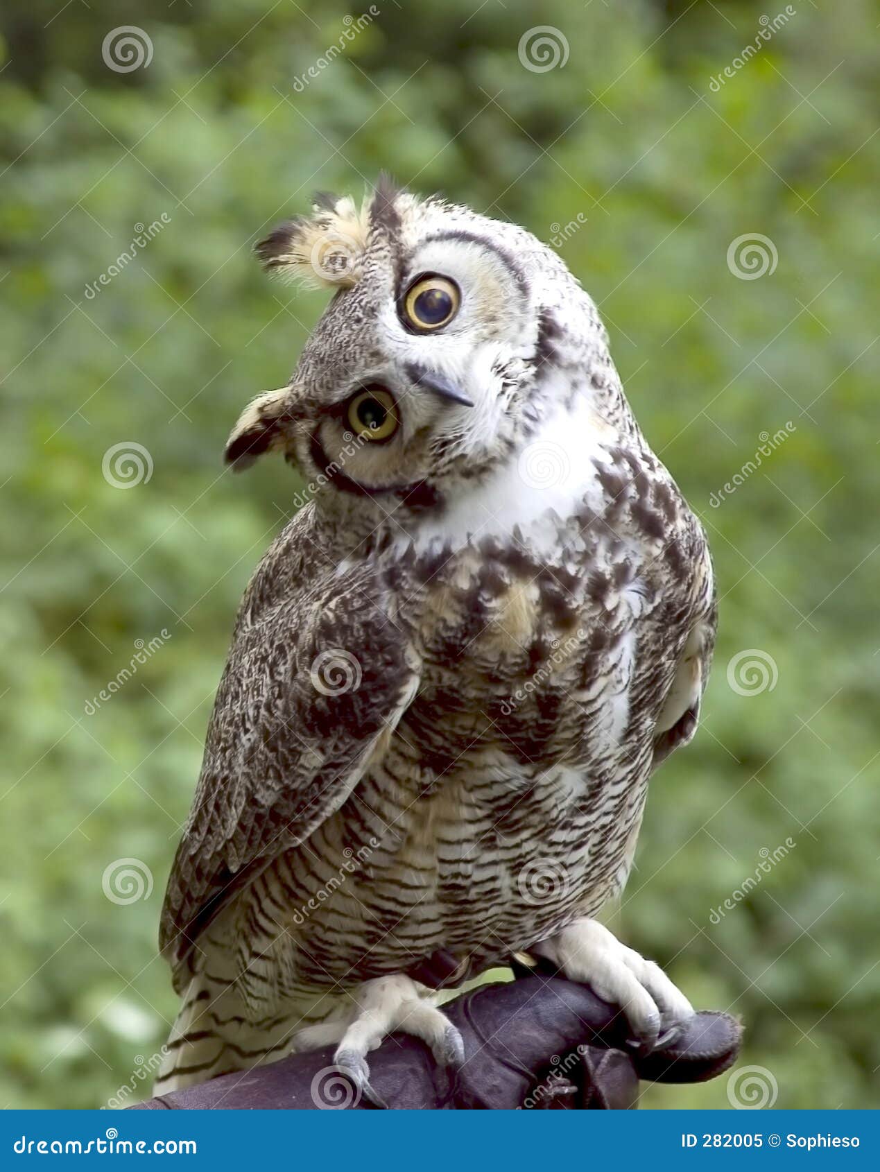 Huh ? Hibou image stock. Image du expressif, blanc, serres - 282005