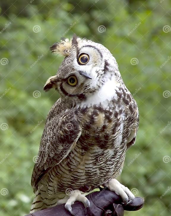 Huh? Owl stock image. Image of talons, bird, unique, unexpected - 282005