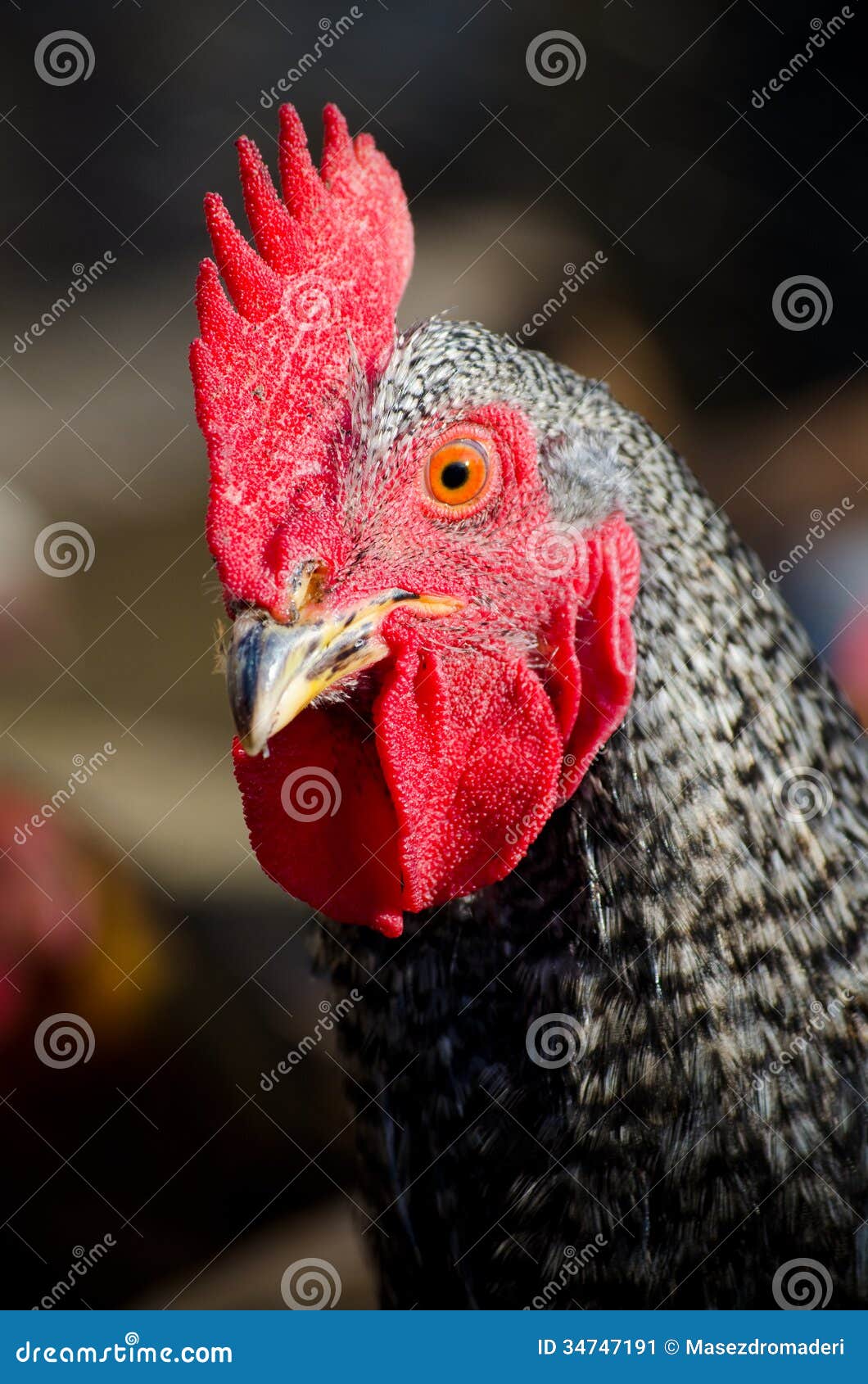 Huhn stockbild. Bild von kamm, inländisch, feder, gesundheit - 34747191