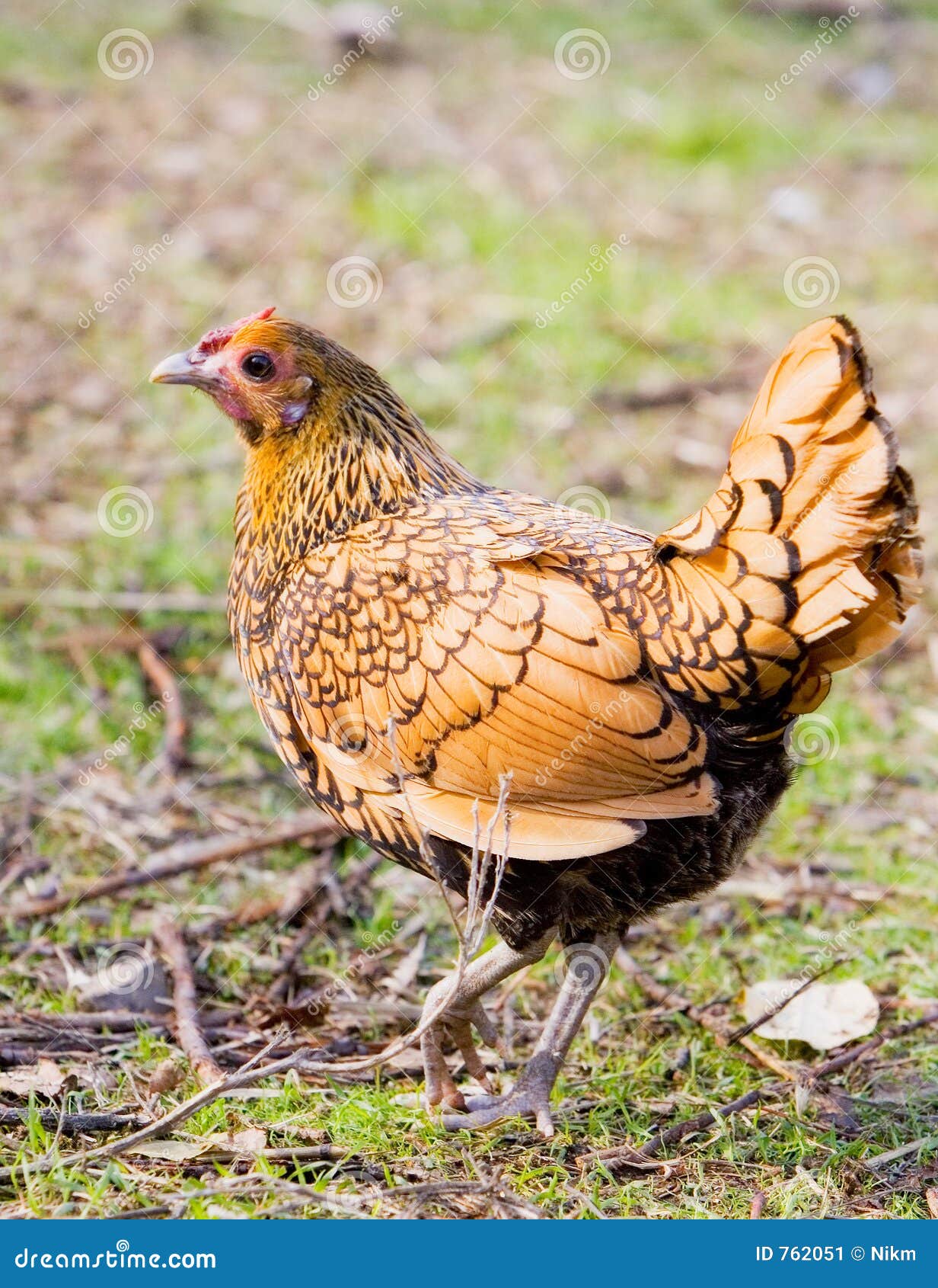 Huhn Bild. Bild: 762051