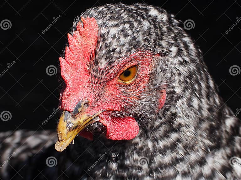 Huhn Hen Portrait stockbild. Bild von porträt, zweig - 43952575