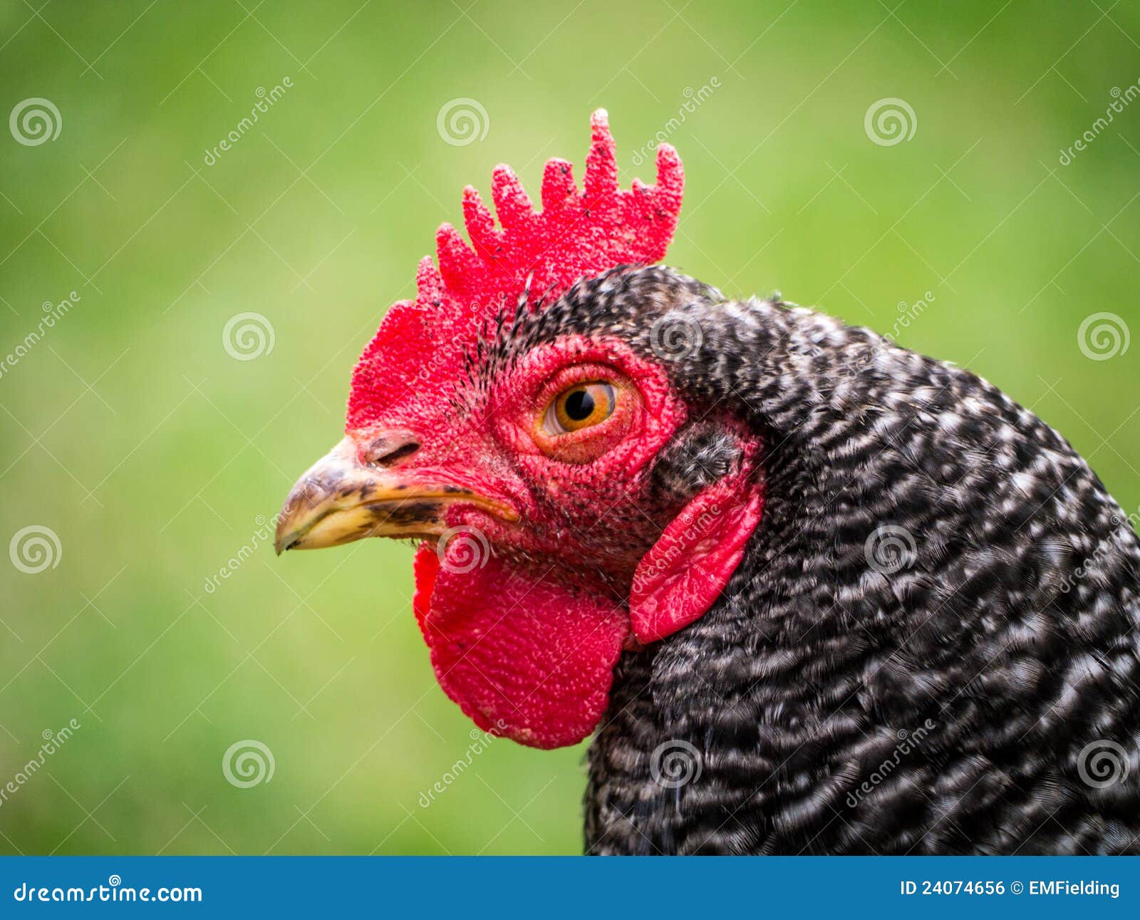 Huhn-Portrait stockfoto. Bild von vogel, huhn, grün, schwarzes - 24074656