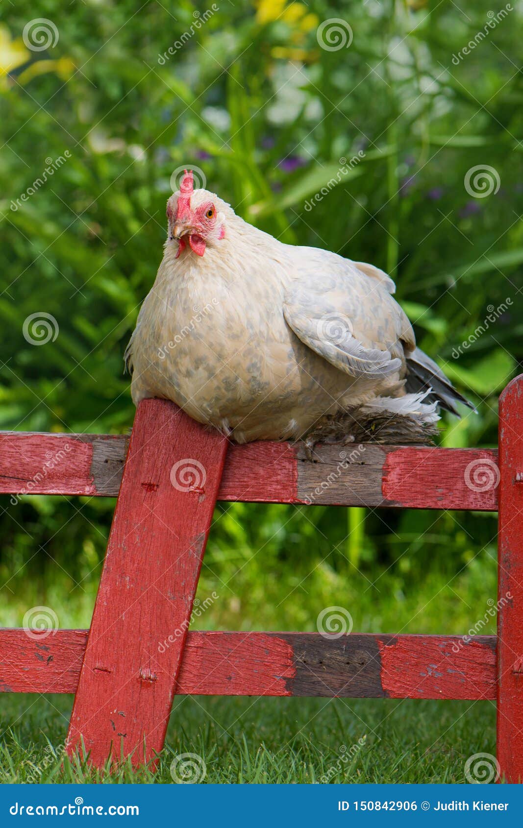 White Chicken Sitting on a Garden Fence Stock Photo - Image of farming ...