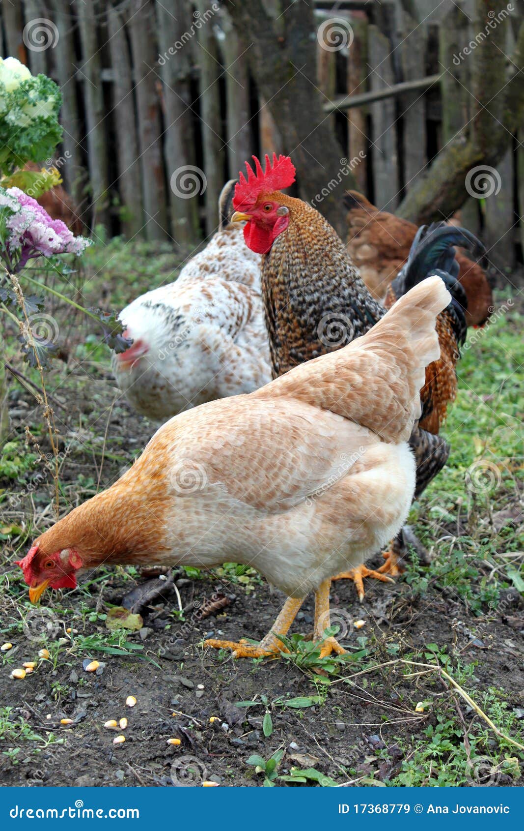 Huhn und Hahn stockbild. Bild von inländisch, bunt, fauna - 17368779