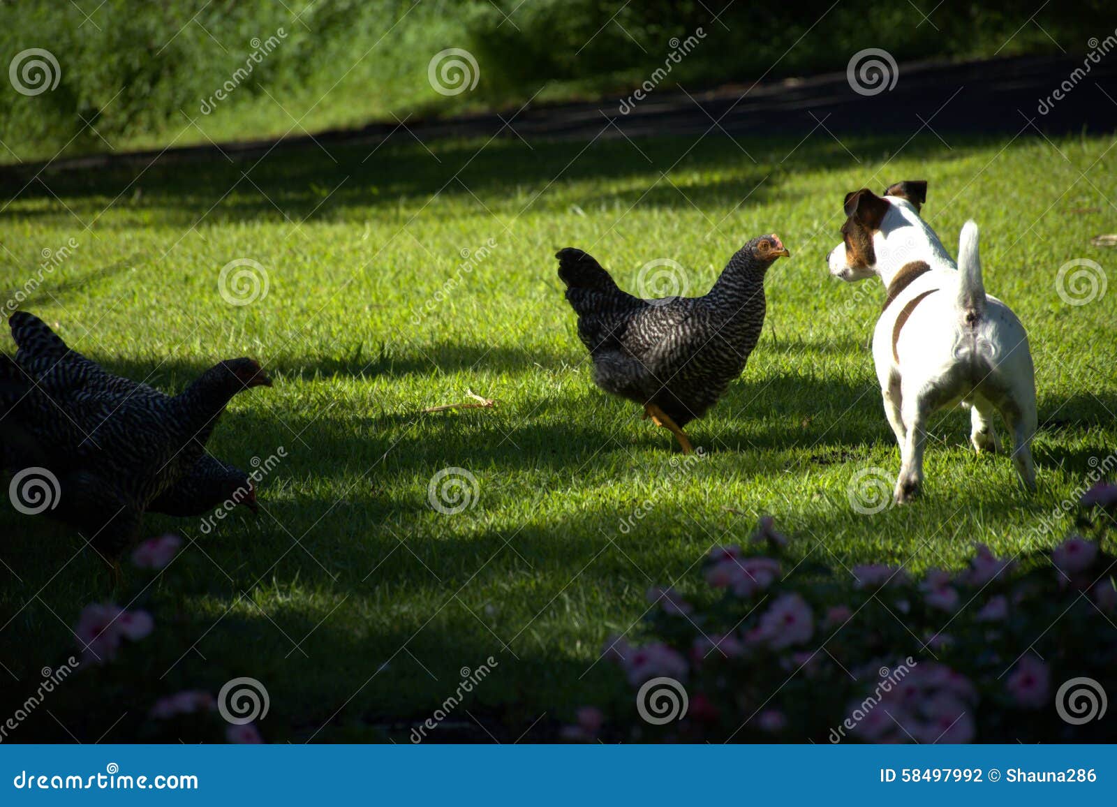 Huhn Und Jack Russell Terrier Stockfoto - Bild von fokus, schatten ...