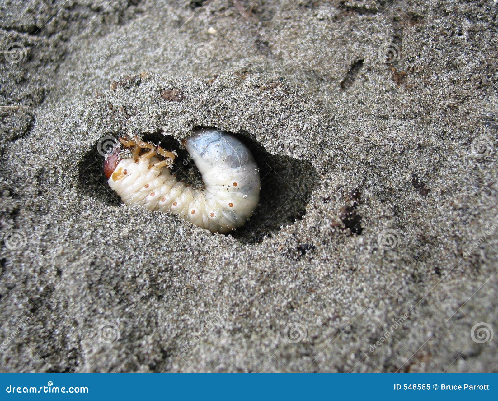 Huhu grub in the sand stock image. Image of creepy, yucky - 548585