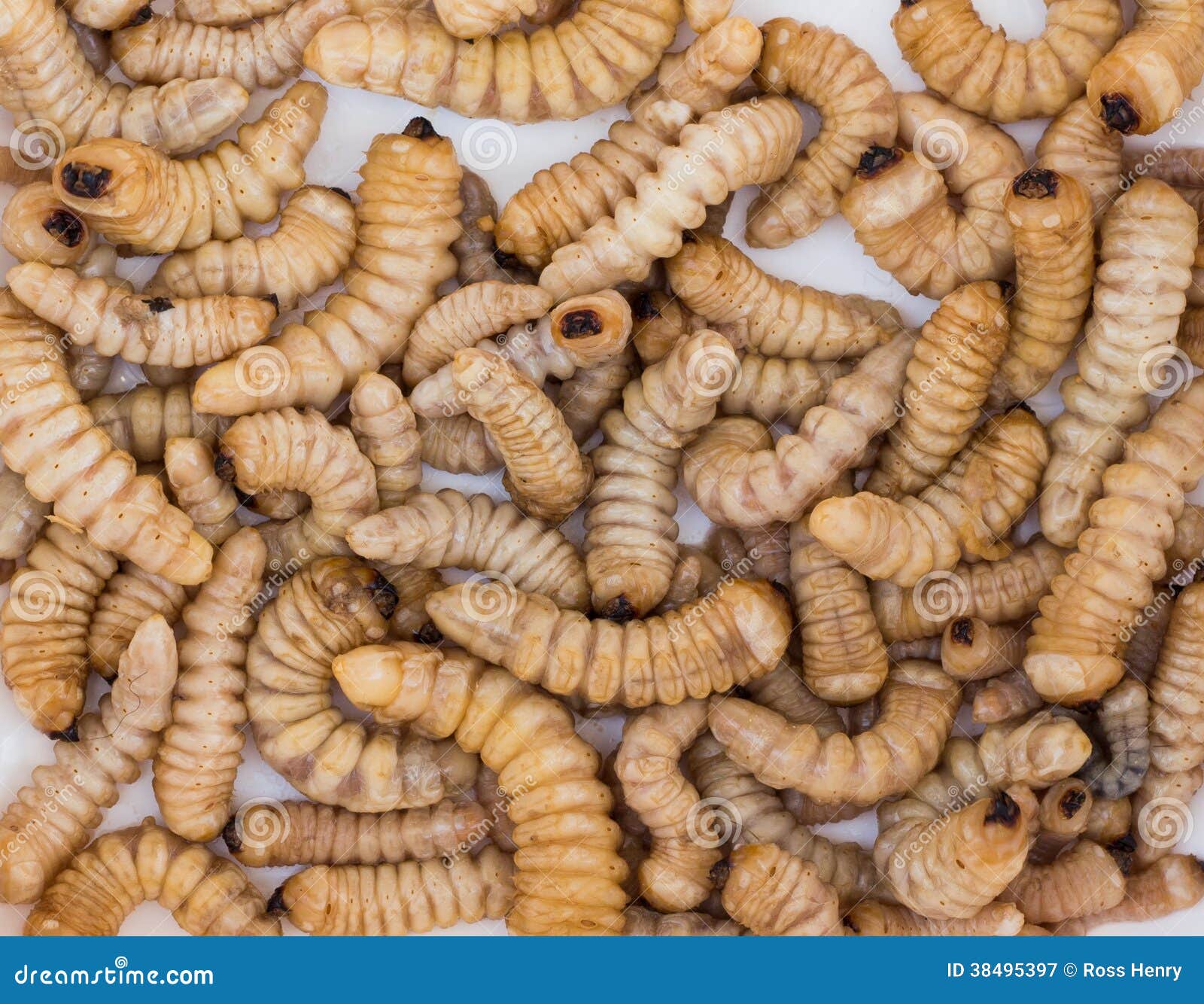 Huhu maggot stock image. Image of larvae, borer, food - 38495397