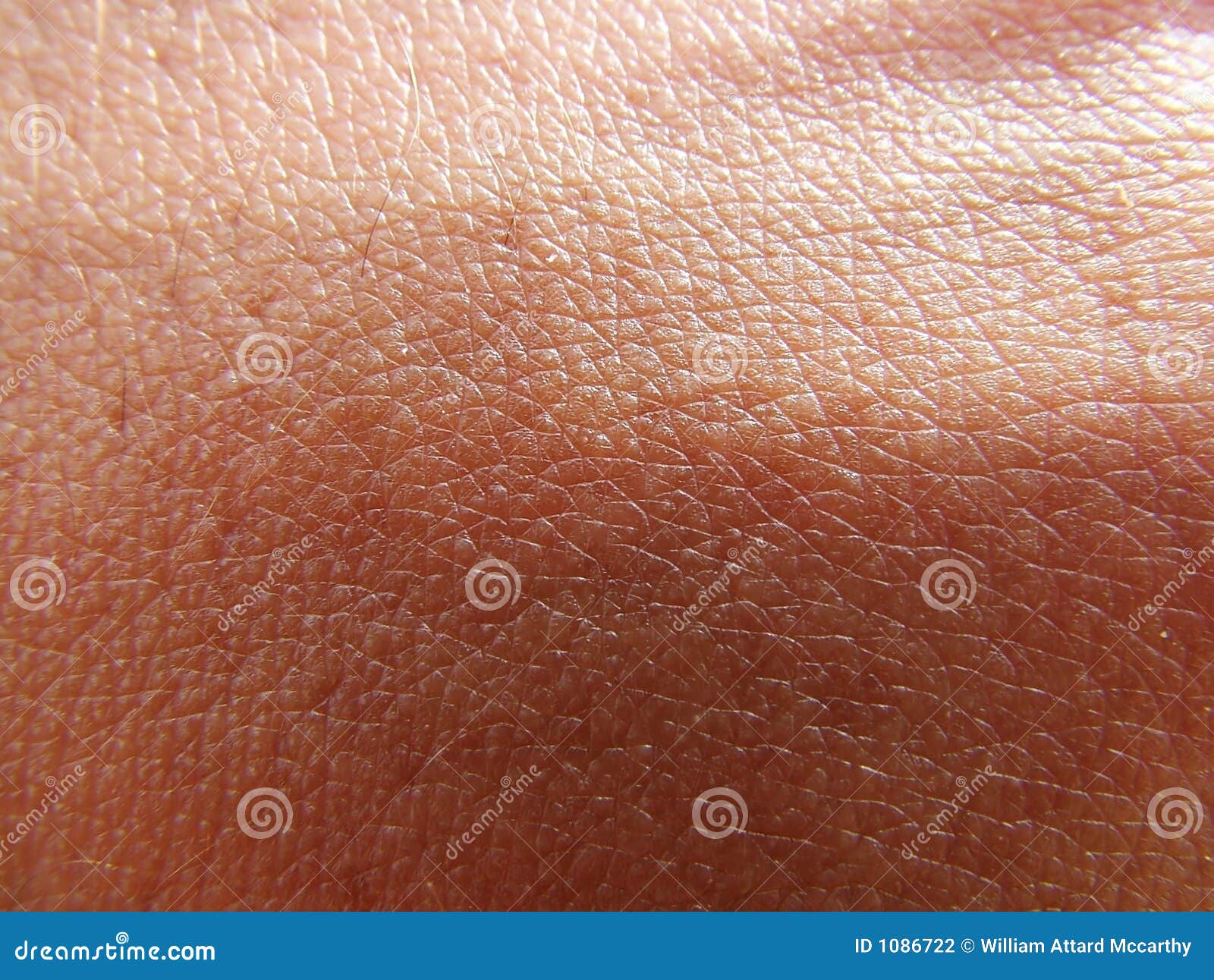 Huid stock foto. Image of biologie, lichaam, medisch, gezondheid - 1086722