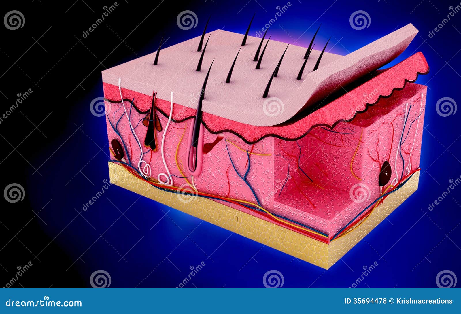 Huid stock foto. Image of opperhuid, wetenschap, haar - 35694478