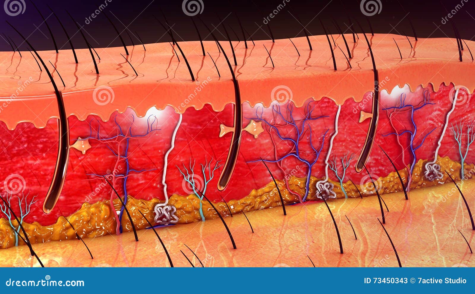 Huidanatomie stock afbeelding. Image of orgaan, kleurstof - 73450343