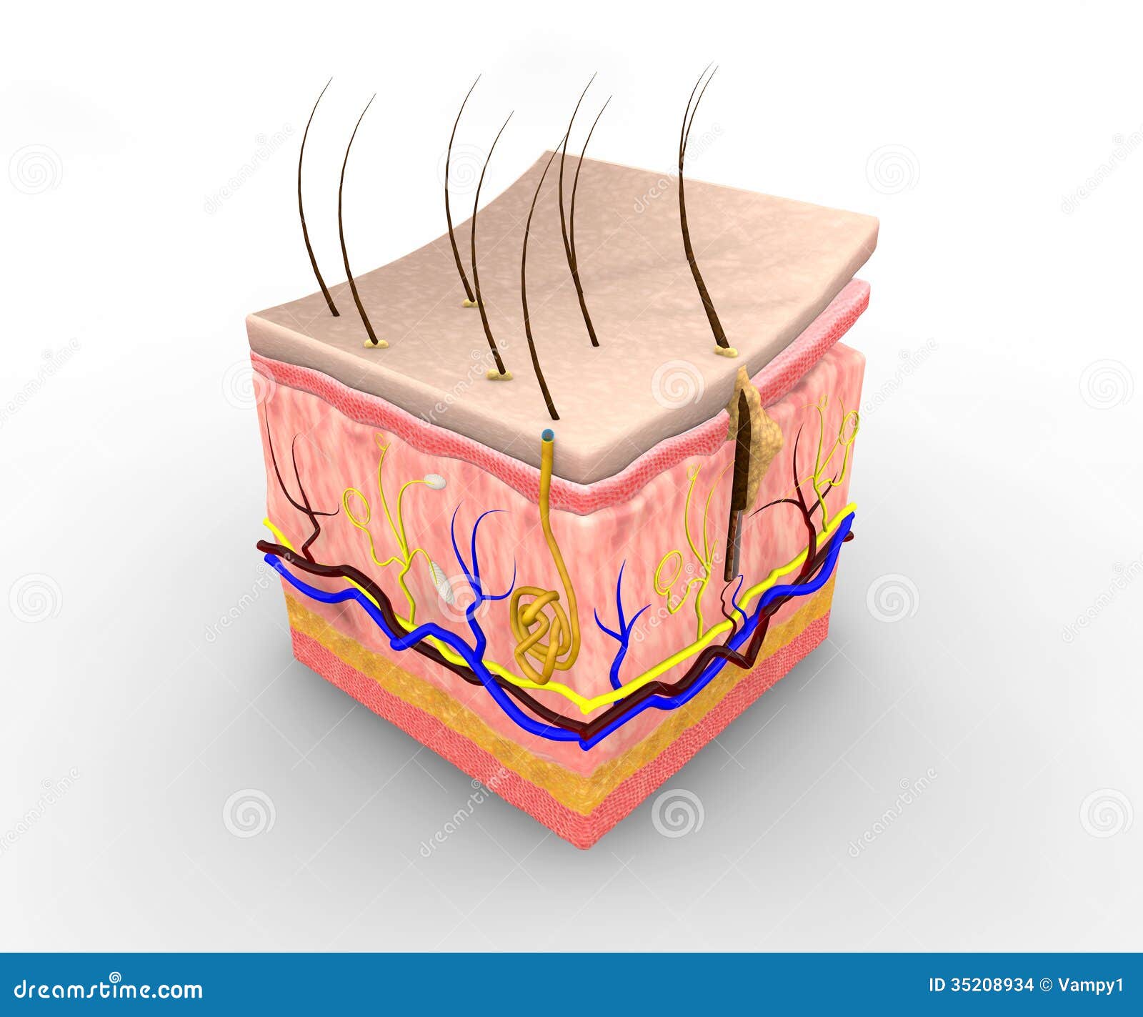Huidlagen stock illustratie. Illustration of zenuwen - 35208934