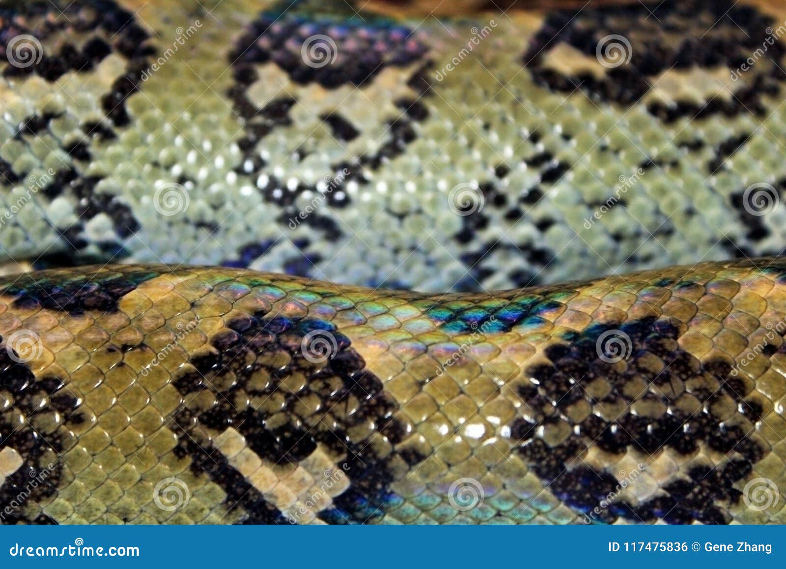 Huidtextuur Van De Boomboa Van Madagascar Redactionele Foto - Image of ...