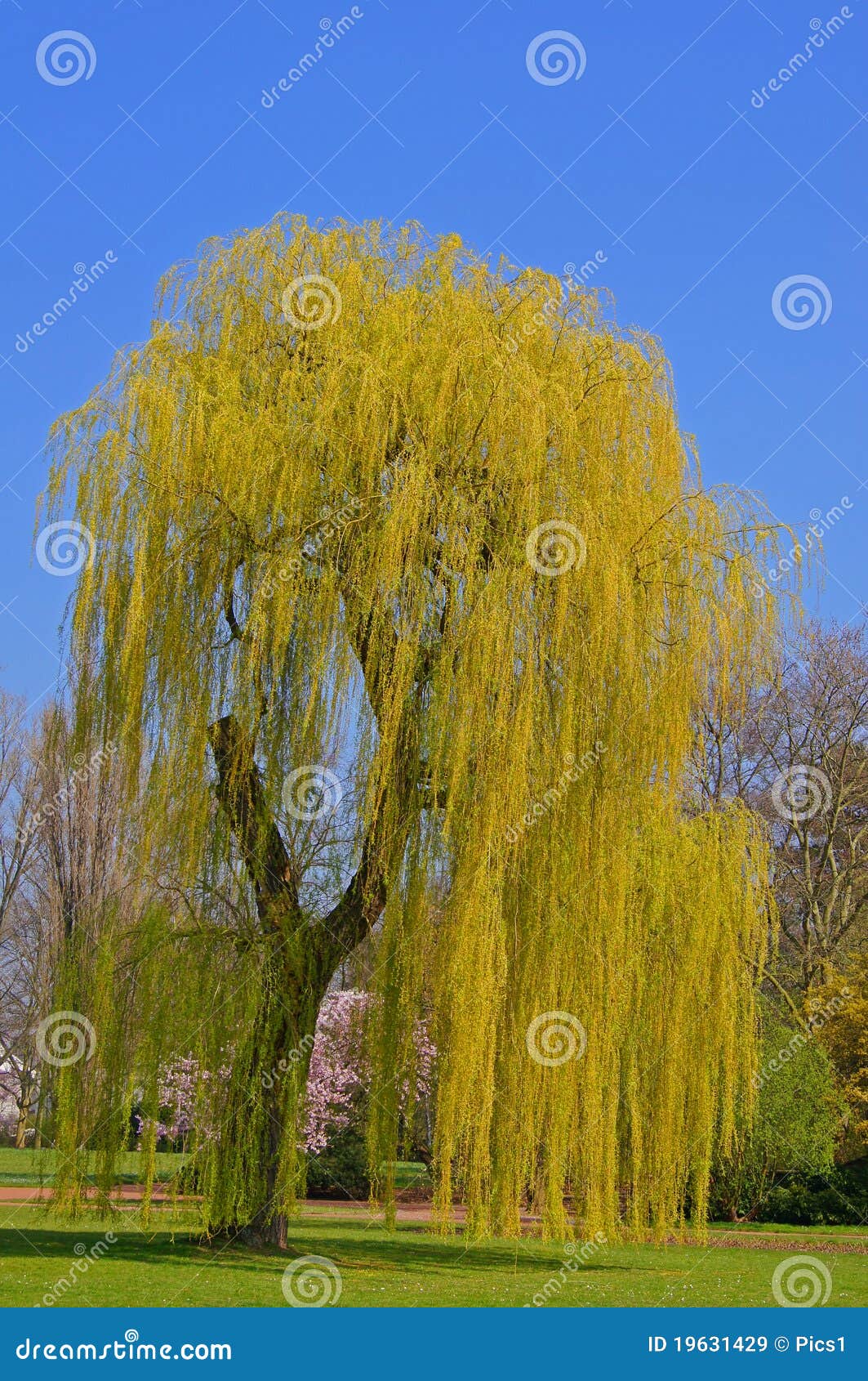 Huilende wilg stock afbeelding. Image of vergankelijk - 19631429