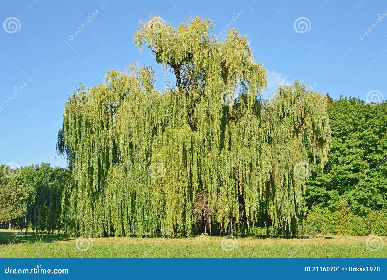 Huilende wilg stock afbeelding. Image of zonsondergang - 21160701