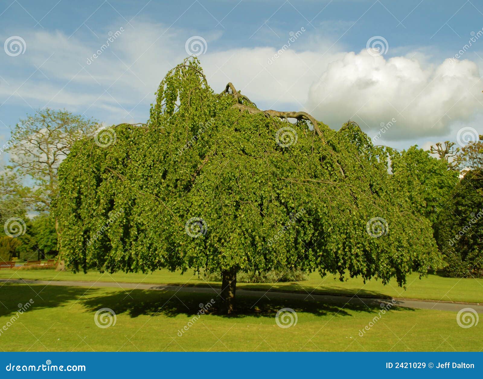 Huilende Wilg stock afbeelding. Image of idyllisch, huilen - 2421029