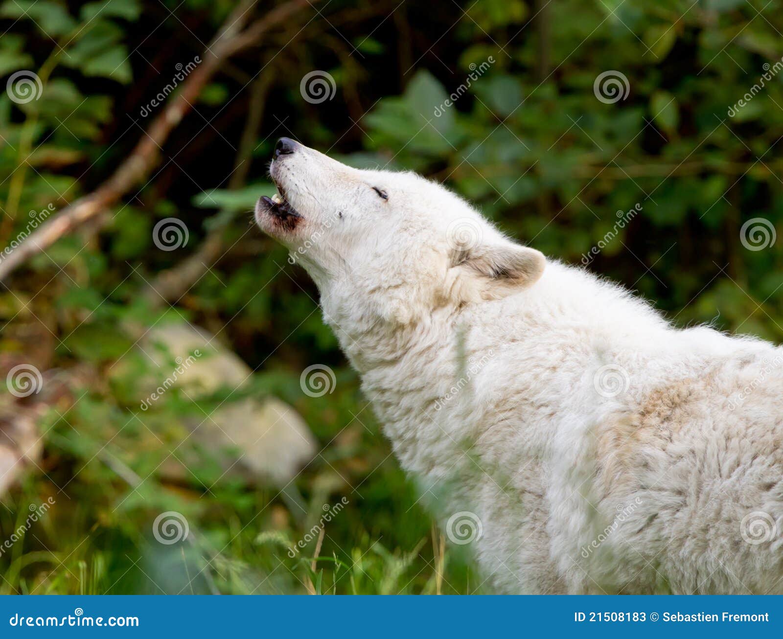 Huilende Wolf stock afbeelding. Image of profiel, canada - 21508183