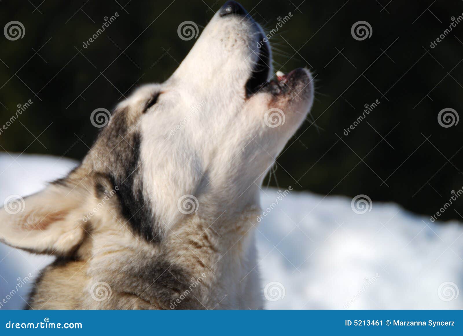 Huilende Wolf stock afbeelding. Image of roofdier, bont - 5213461