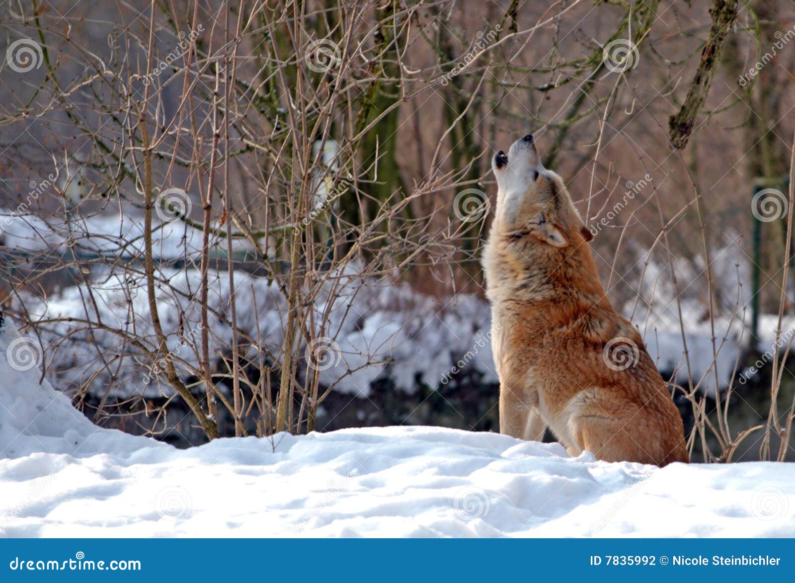 Huilende Wolf stock foto. Image of carnivoor, suikerglazuur - 7835992