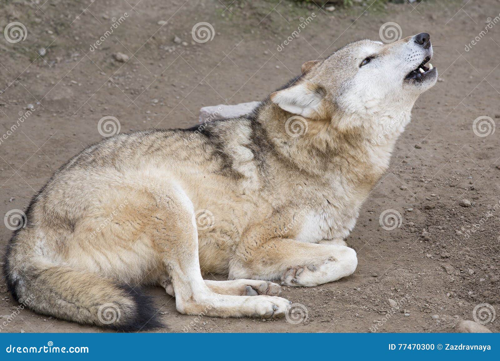 Huilende Wolf in Dierentuin Stock Foto - Image of fauna, snuit: 77470300
