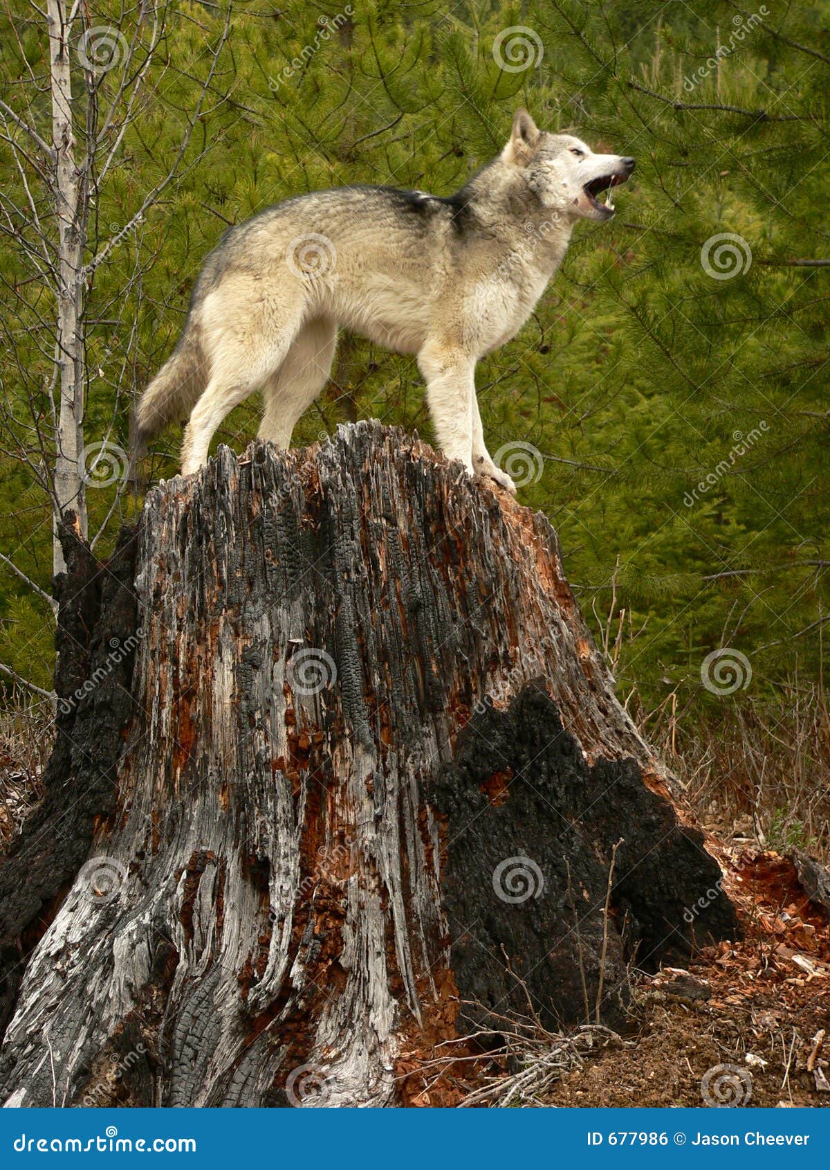 Huilende Wolf Op De Stomp Van De Boom Stock Foto - Image of wild ...