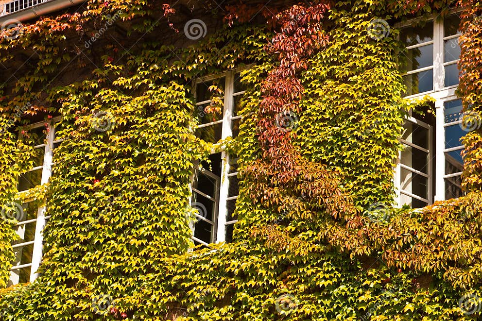 Huis met Wilde wingerd stock afbeelding. Image of vergroening - 17126029