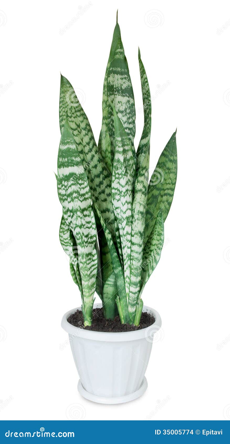 Huisinstallatie Sansevieria Stock Foto - Image of versheid, plantkunde ...