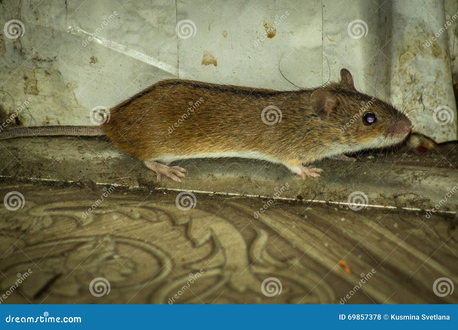 Huismuis stock foto. Image of meest, muizen, deze, rond - 69857378