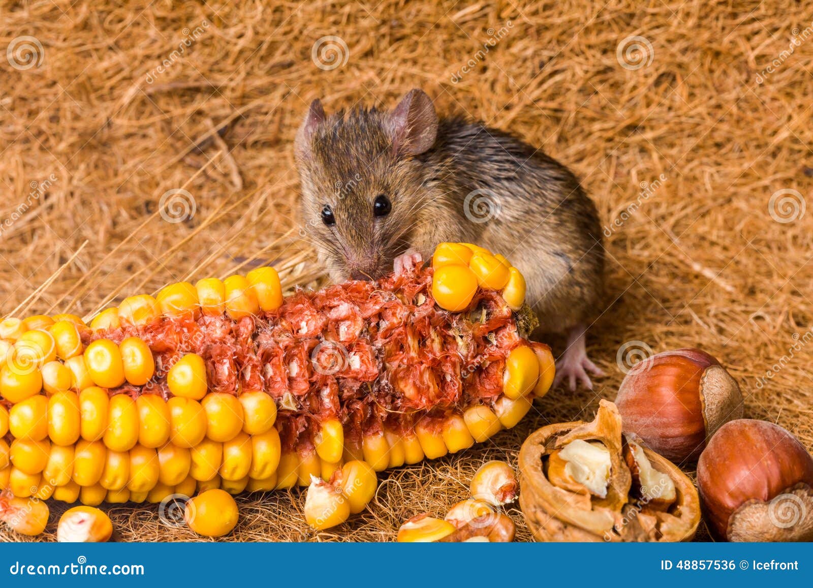 Huismuis Die (Mus-musculus) Graan Eten Stock Foto - Image of ongedierte ...
