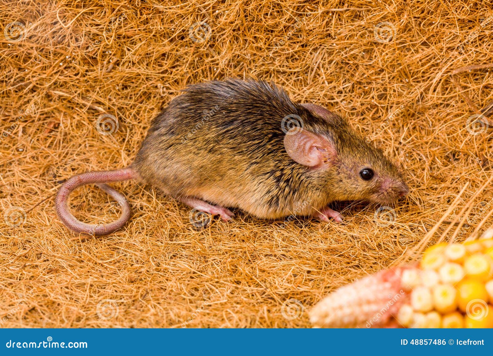 Huismuis Die (Mus-musculus) Lopen Stock Foto - Image of dier, macro ...