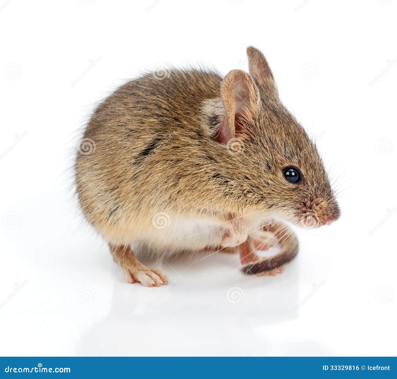 Huismuis (Mus-musculus) stock foto. Image of binnenlands - 33329816