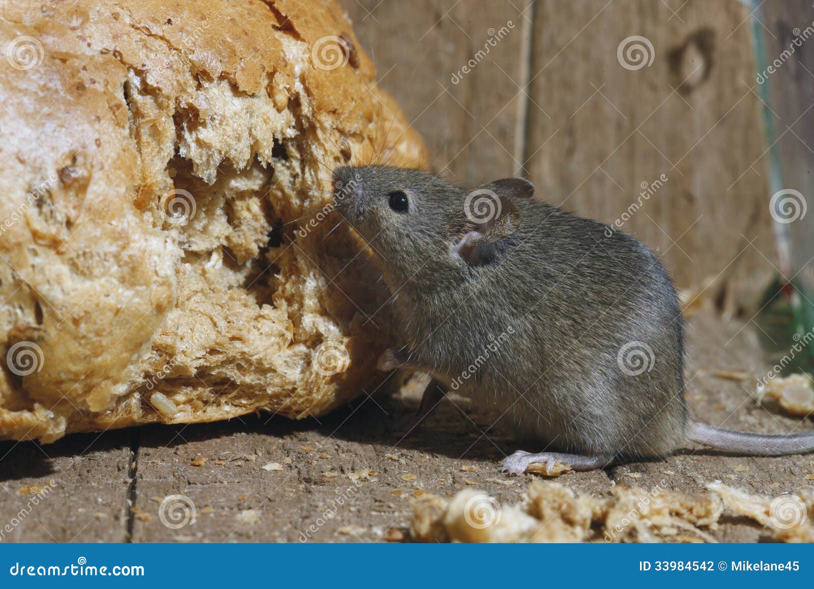 Huismuis, Mus-musculus, stock foto. Image of muis, klein - 33984542