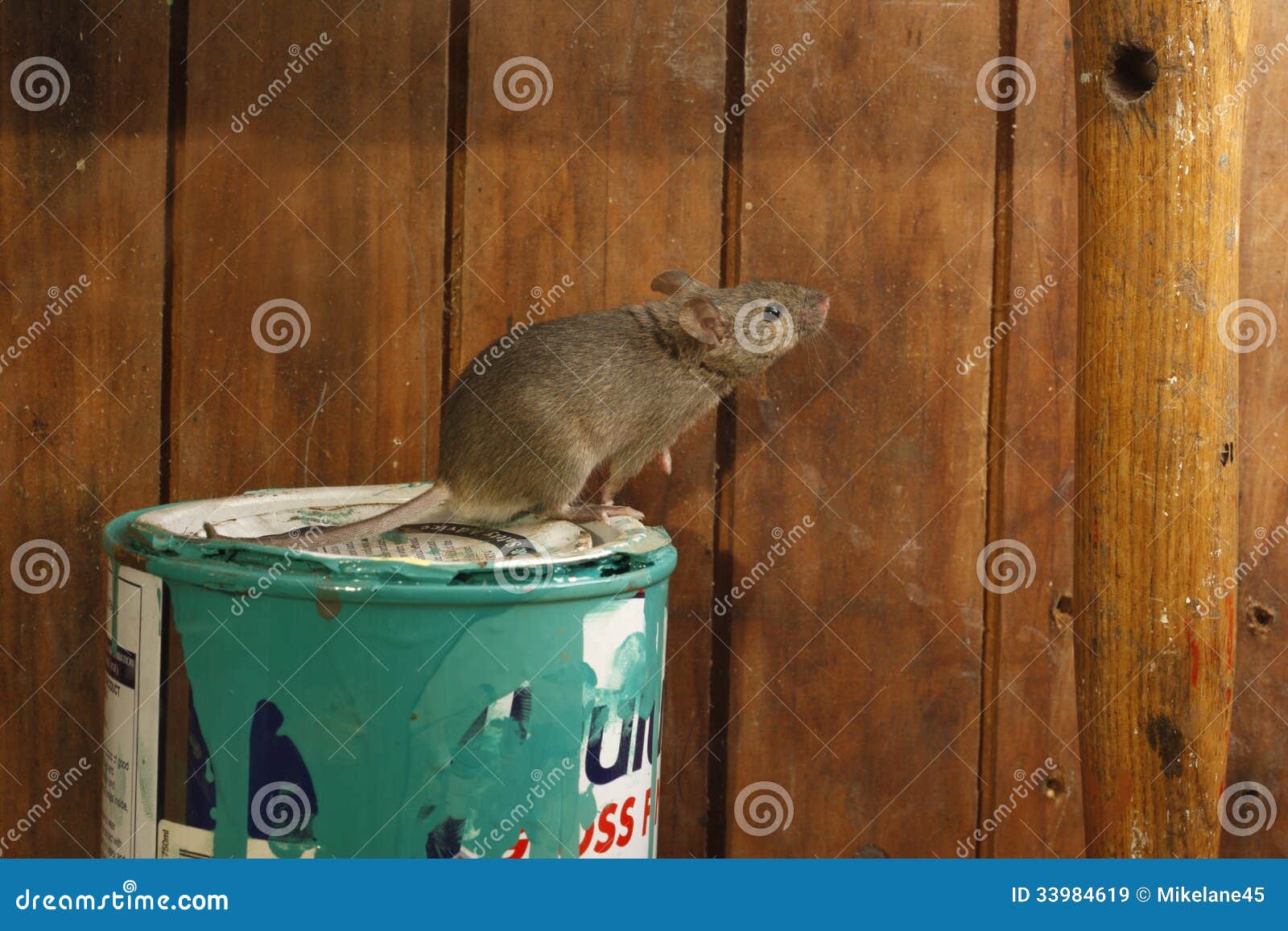 Huismuis, Mus-musculus, stock afbeelding. Image of klein - 33984619