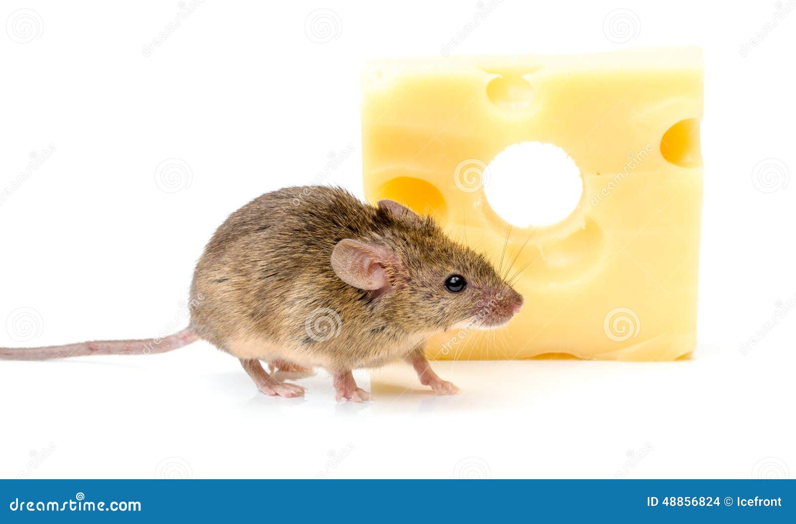 Huismuis (Mus-musculus) Dichtbij Kaas Stock Foto - Image of haar, muis ...