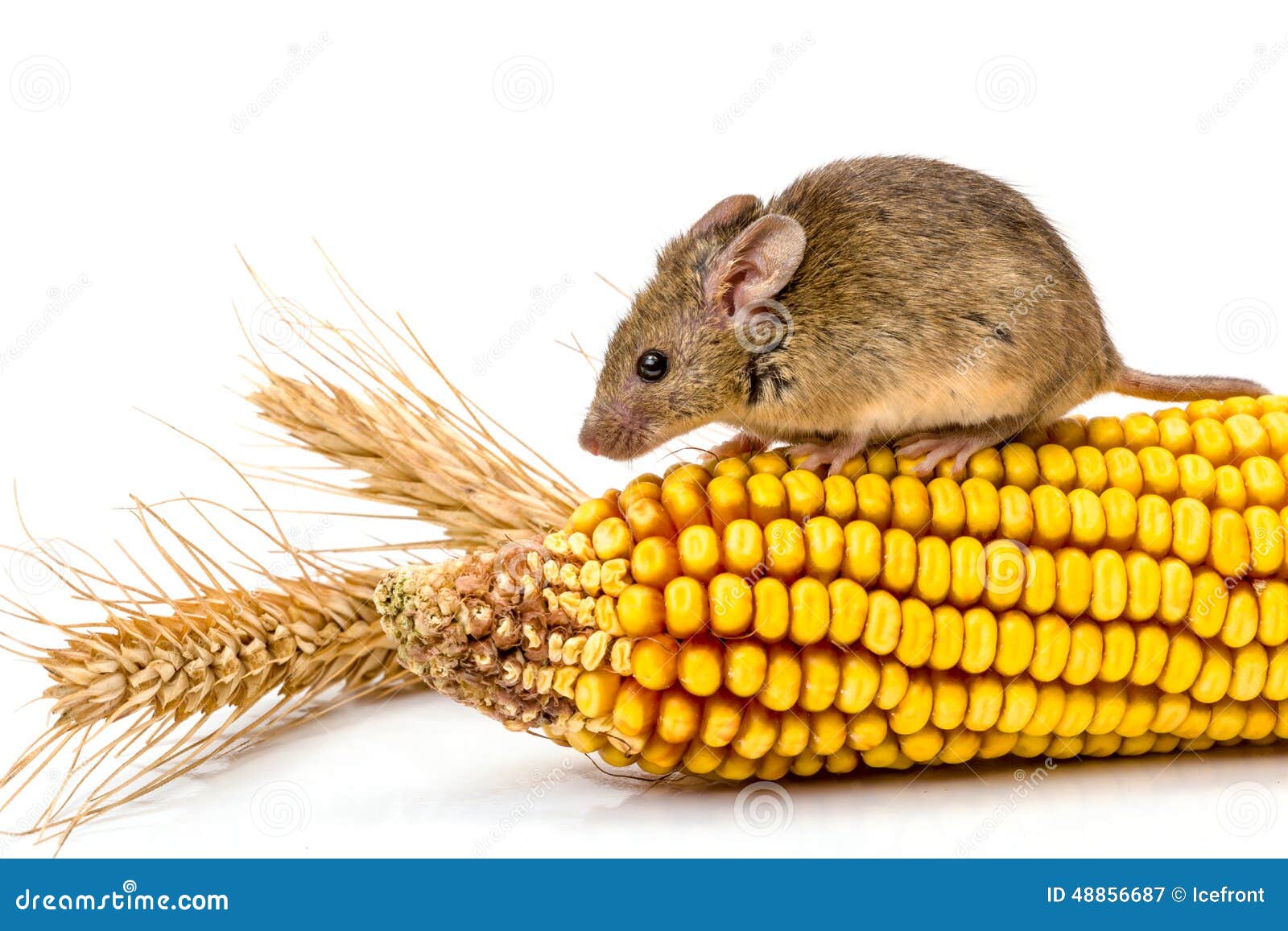 Huismuis (Mus-musculus) Op Graan Stock Afbeelding - Image of groot ...