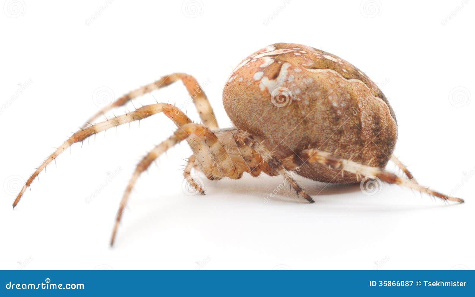 Huisspin stock afbeelding. Image of bruin, studio, macro - 35866087