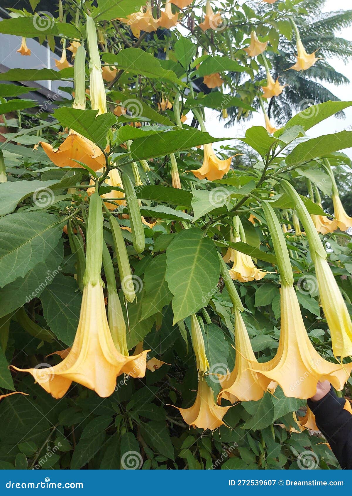 Hujan Bunga Terompet stock image. Image of shrub, tropics - 272539607