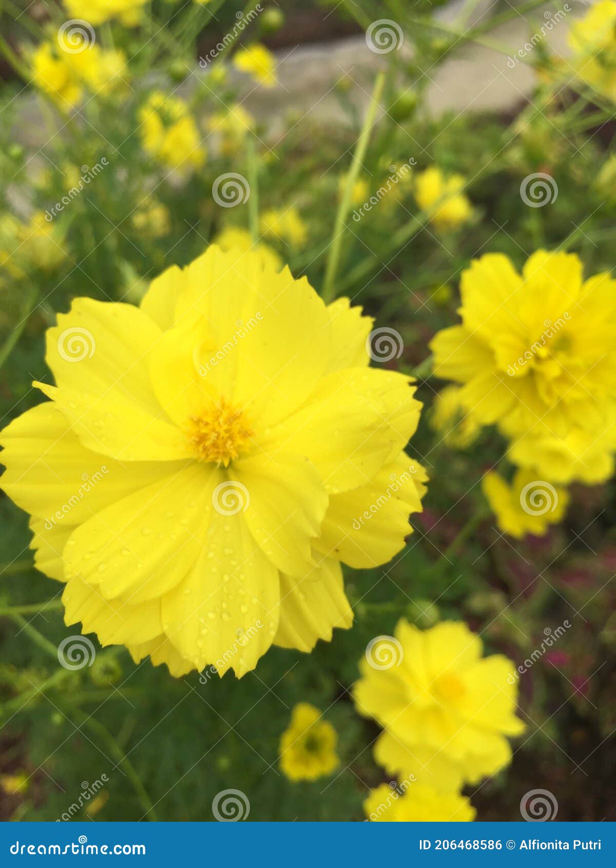 Bunga Yang Mekar Berwarna Merah Kecil-kecil Pada Bunga Kaptus Stock ...