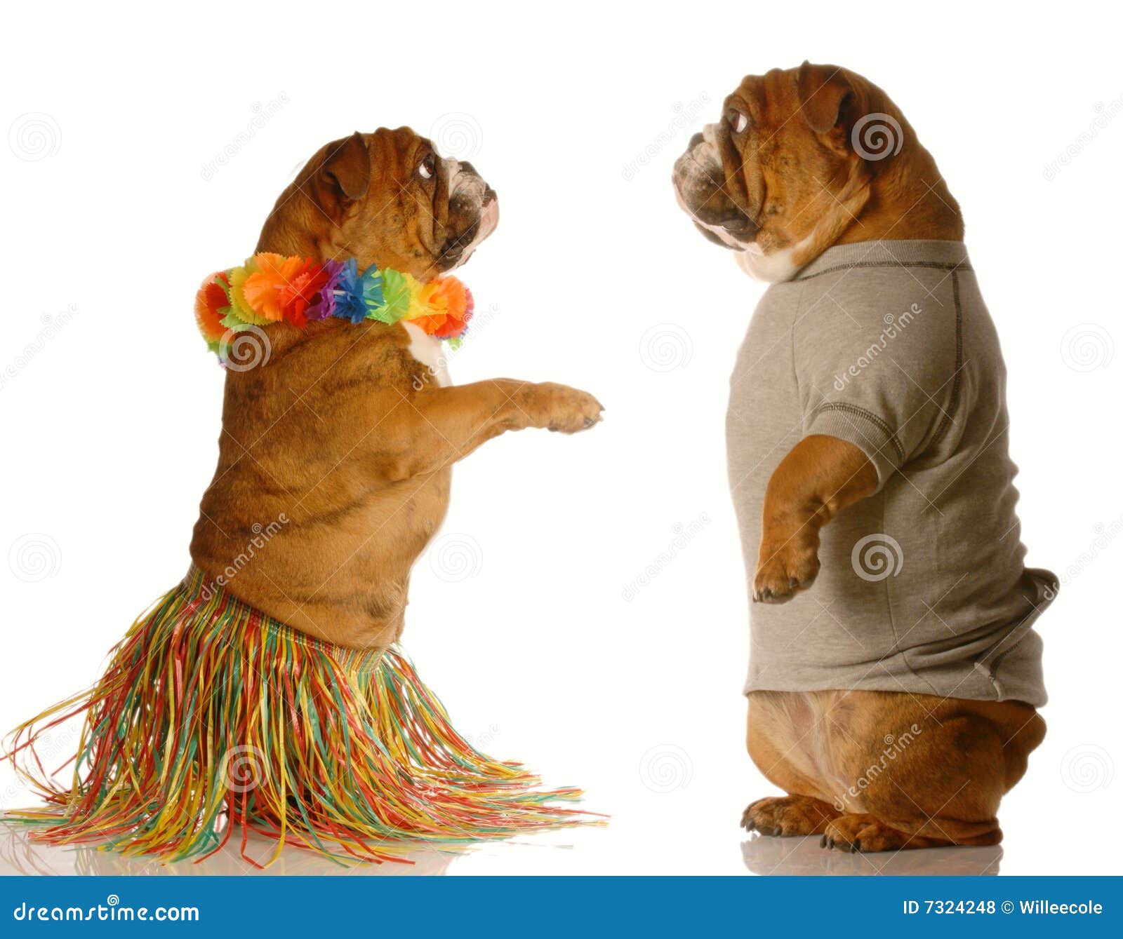 Hula Dancing Dog Performing Stock Photo - Image of hawaii, desire: 7324248