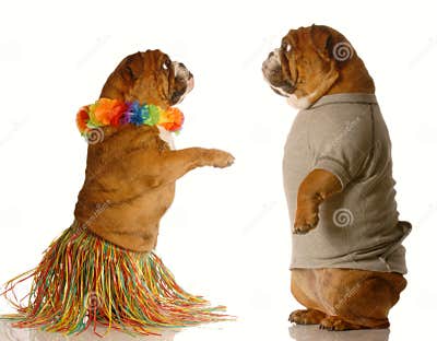Hula Dancing Dog Performing Stock Photo - Image of hawaii, desire: 7324248