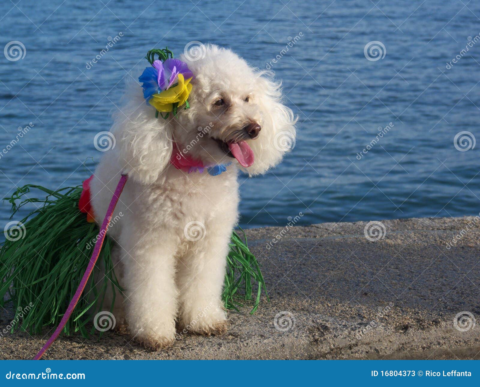 Hula Dog stock image. Image of flowe, hawaii, collar - 16804373