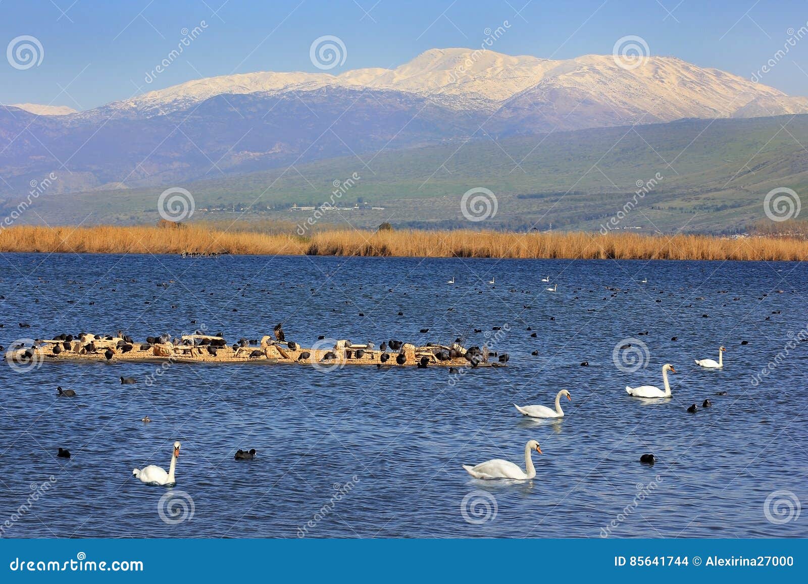 Hula Lake Nature Reserve, Hula Valley, Israel Stock Photo - Image of ...
