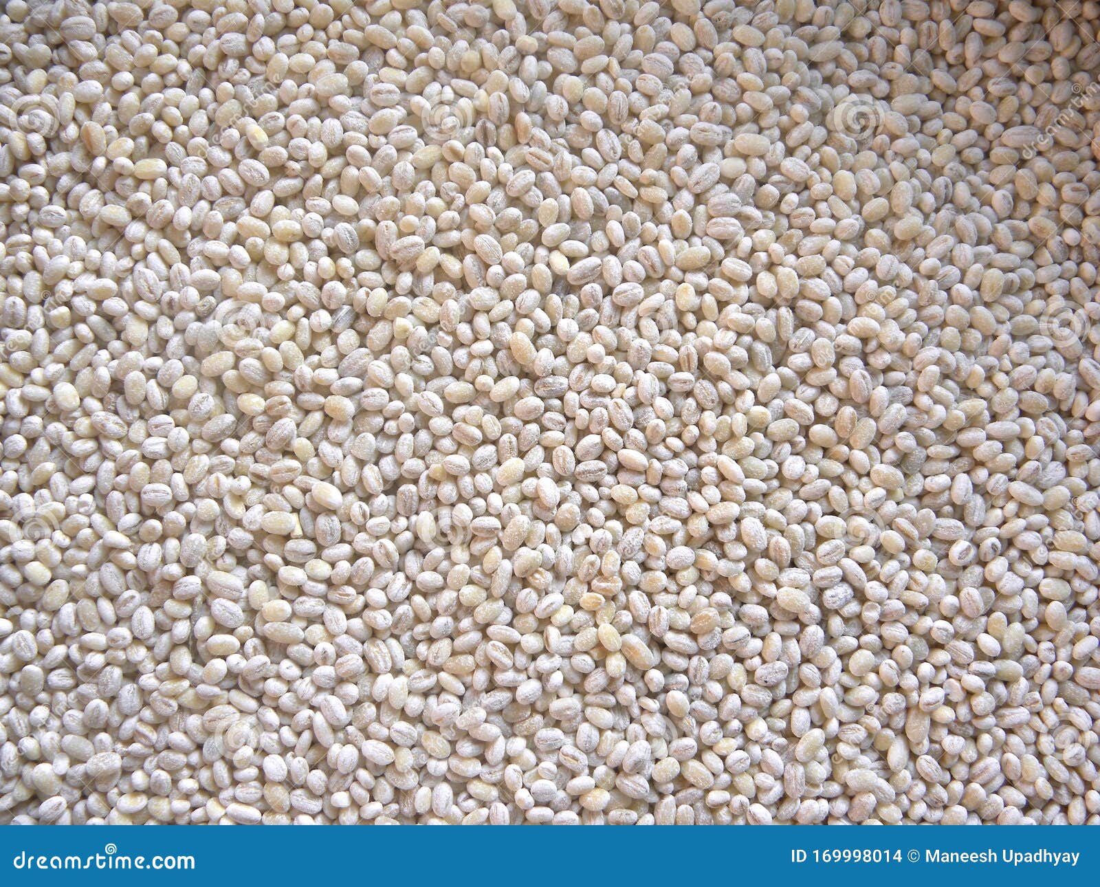 Hulled Barley stock photo. Image of closeup, cereal - 169998014
