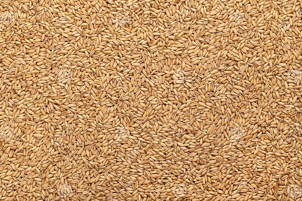 Hulled Oats, Dried and Husked Common Oat Grains, Avena Sativa, from ...