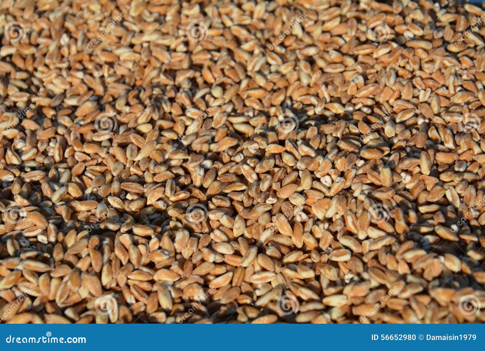 Hulled wheat background stock photo. Image of paprika - 56652980