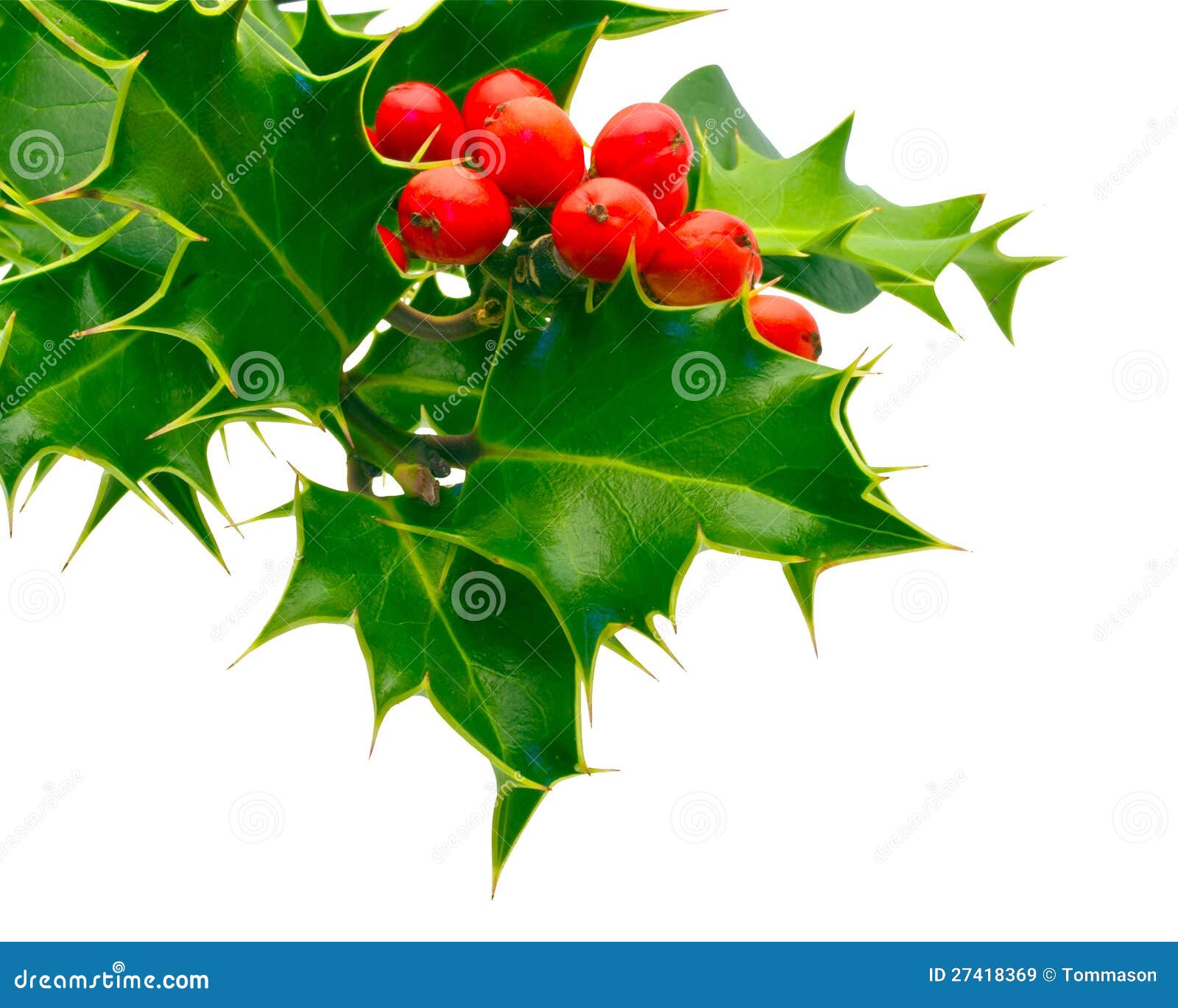 Hulst stock afbeelding. Image of verrijkt, bessen, hulst - 27418369