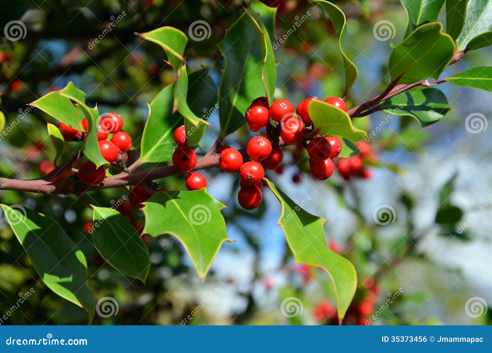 Hulst stock foto. Image of winter, hulst, openlucht, struik - 35373456