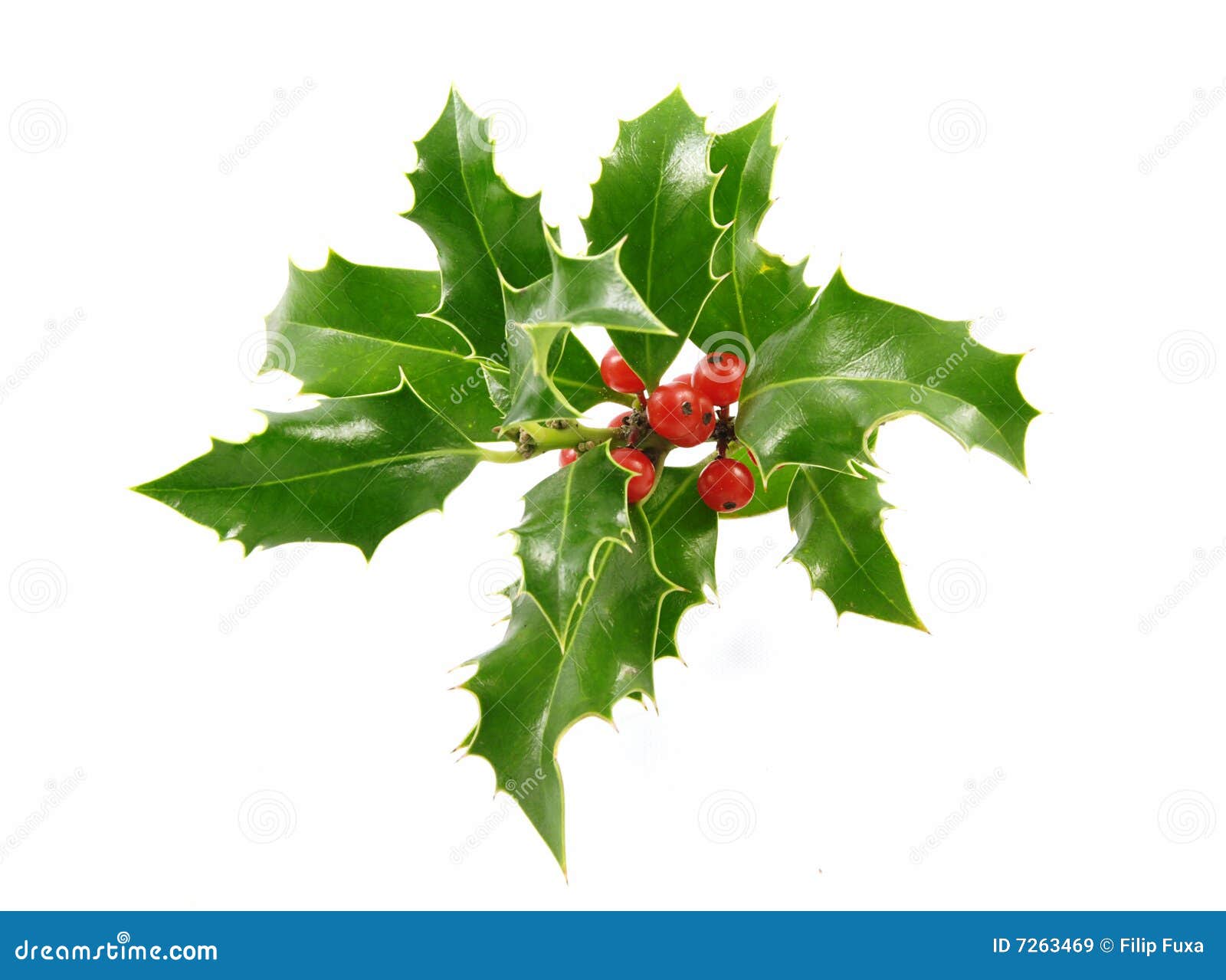 Hulst stock afbeelding. Image of vakantie, maar, kleurrijk - 7263469