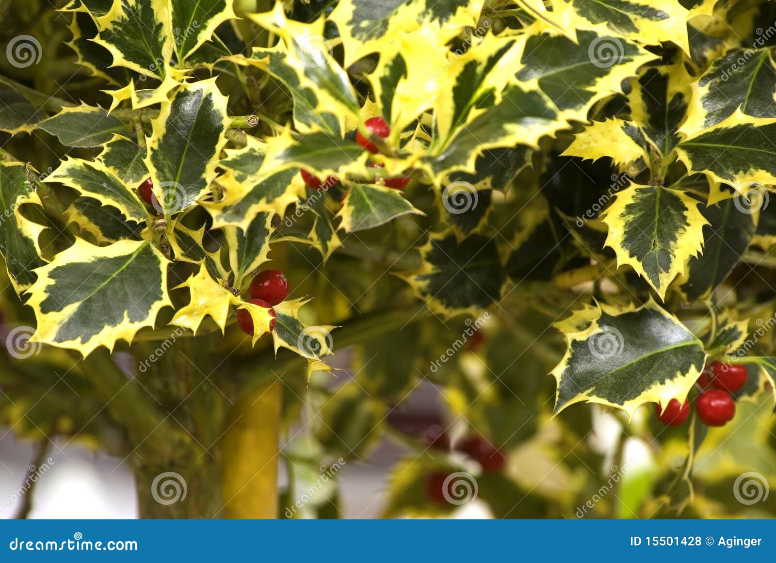 Hulst (aquifolium Ilex) stock foto. Image of traditioneel - 15501428