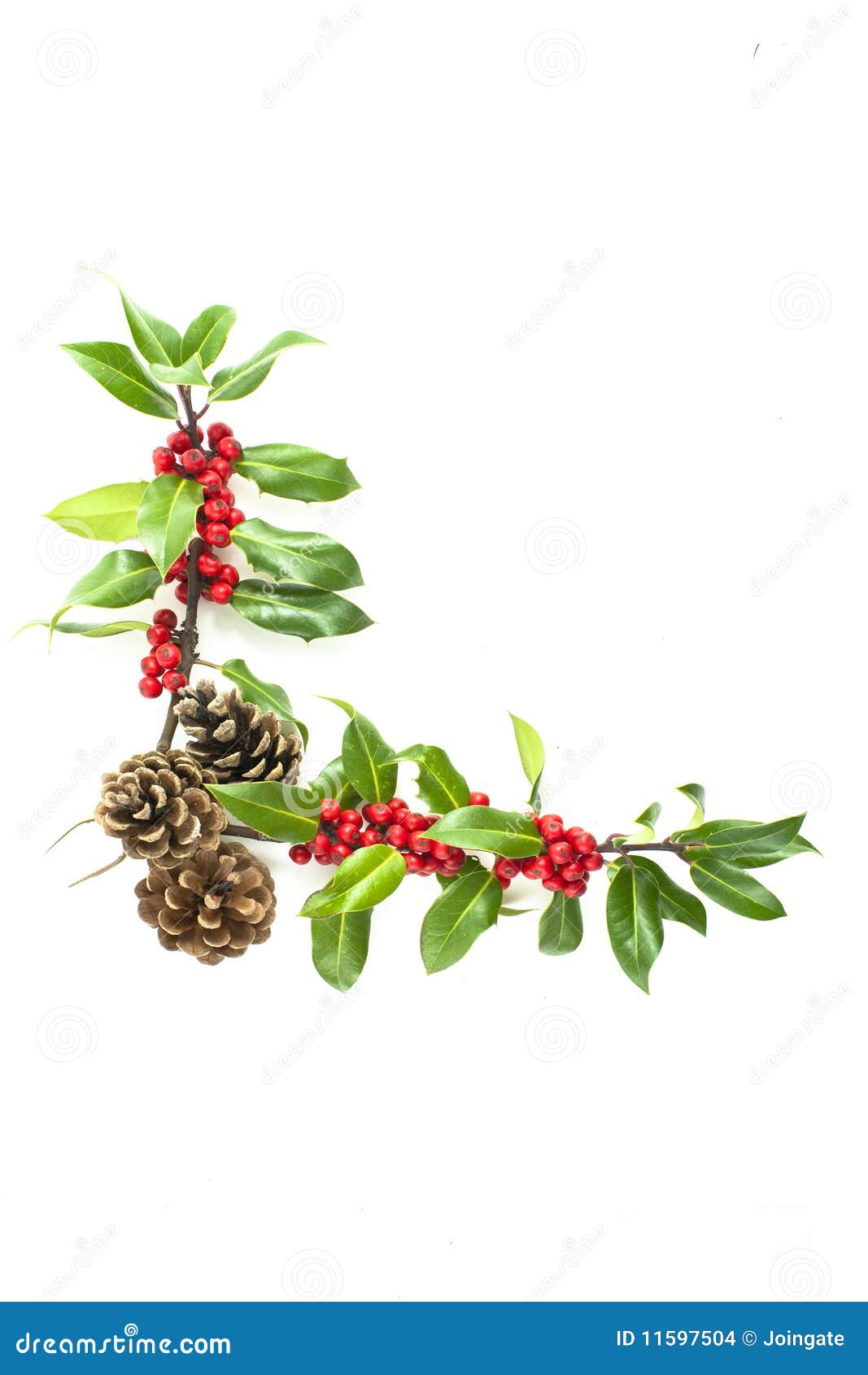 Hulst En Het Rode Motief Van De Bessenhoek Stock Foto - Image of winter ...